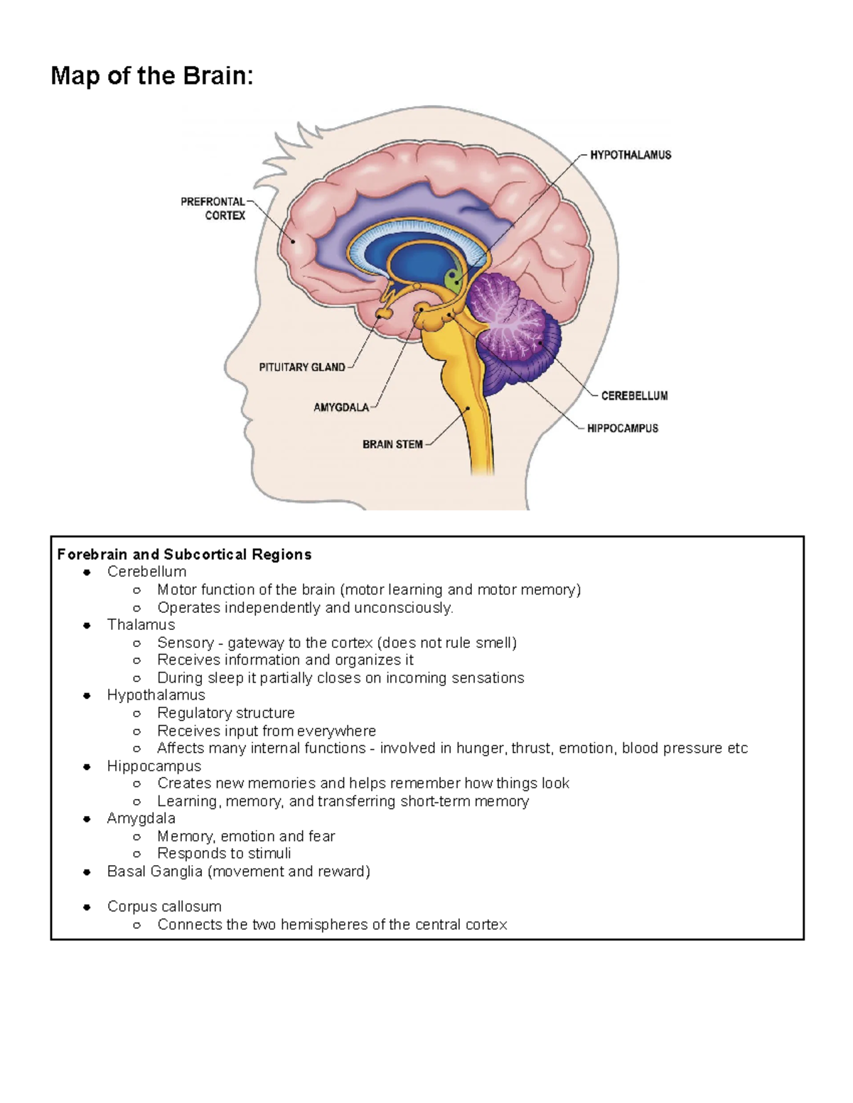 Brain map (2020) - Map of the Brain: Forebrain and Subcortical Regions ...