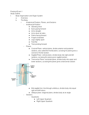 BIOL 2401-Chapter 3 - Chapter 3 Summary - ANATOMY AND PHYSIOLOGY ...