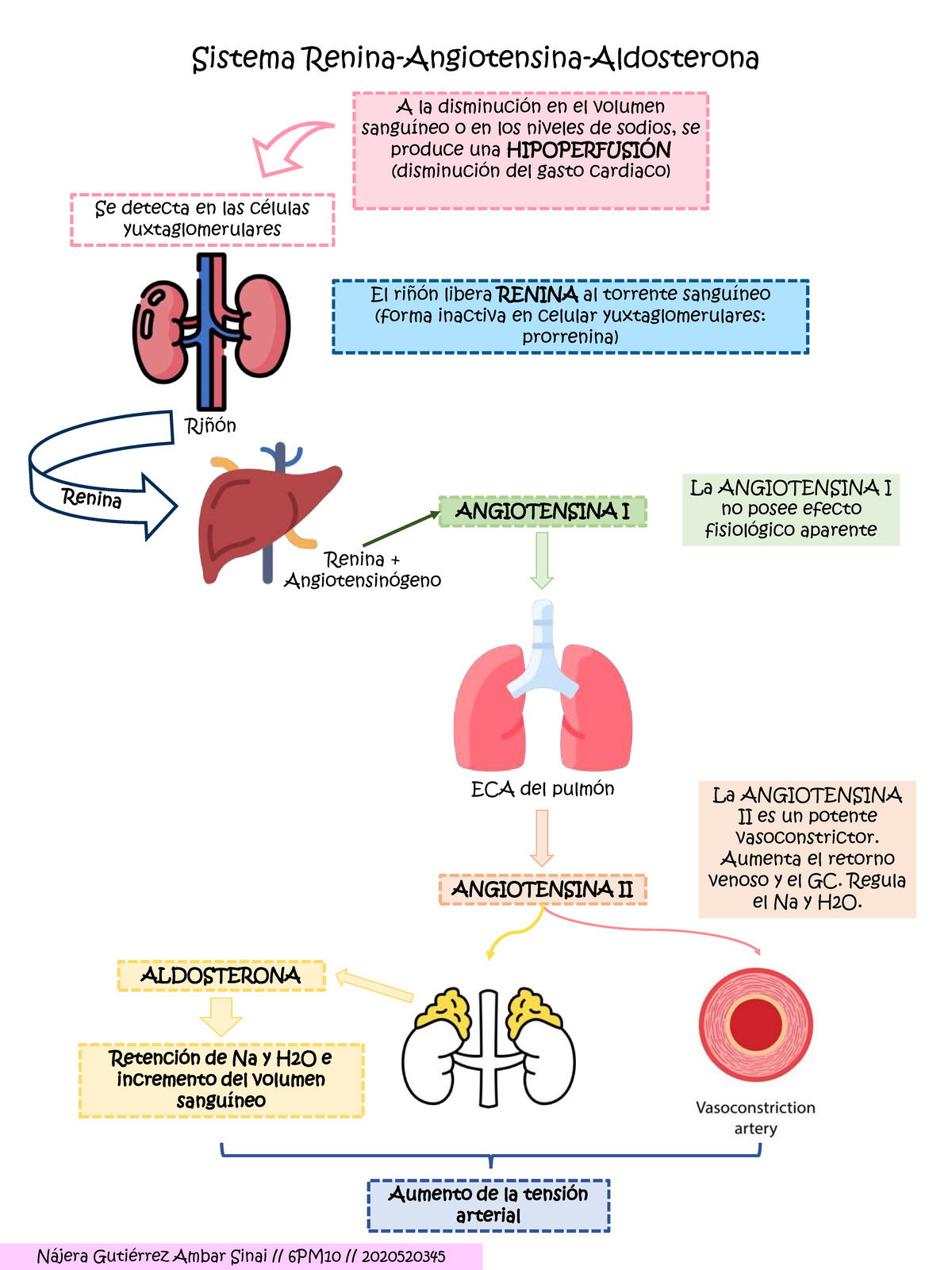 Sistema renina, angiotensina, aldosterona - Sistema Renina-Angiotensina ...