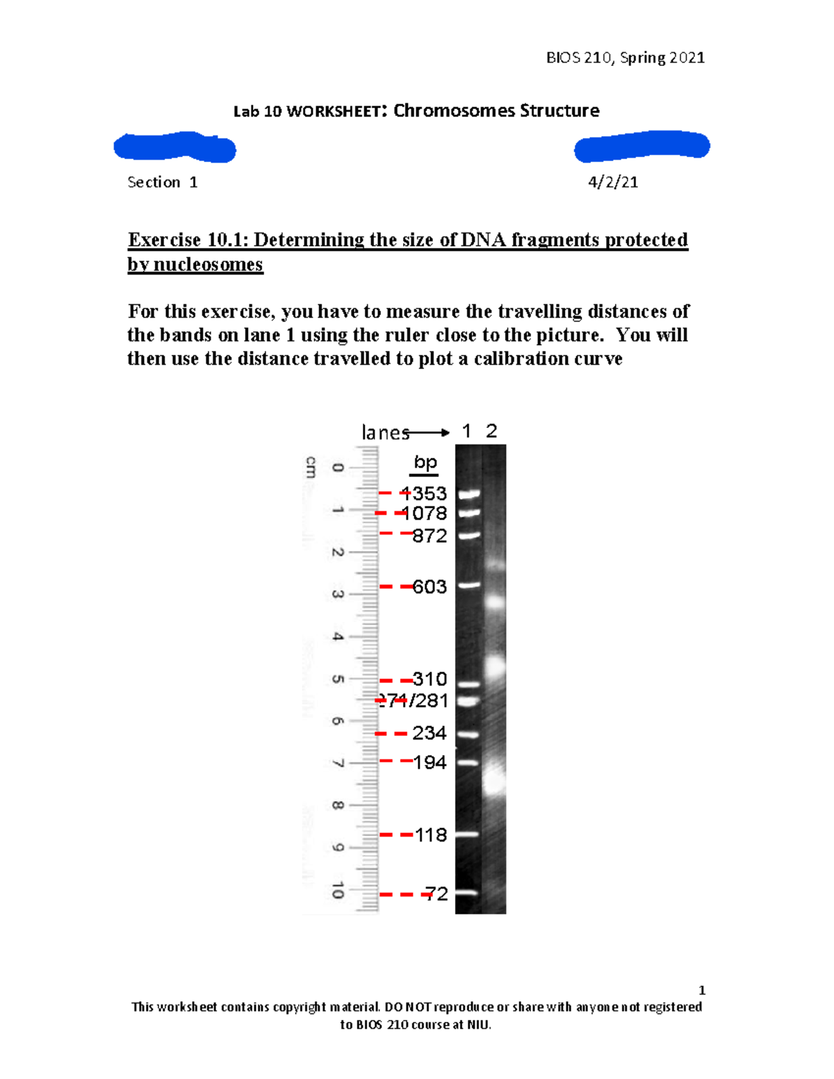 Lab 10 - Chromosomes Structure - 1 This worksheet contains copyright ...