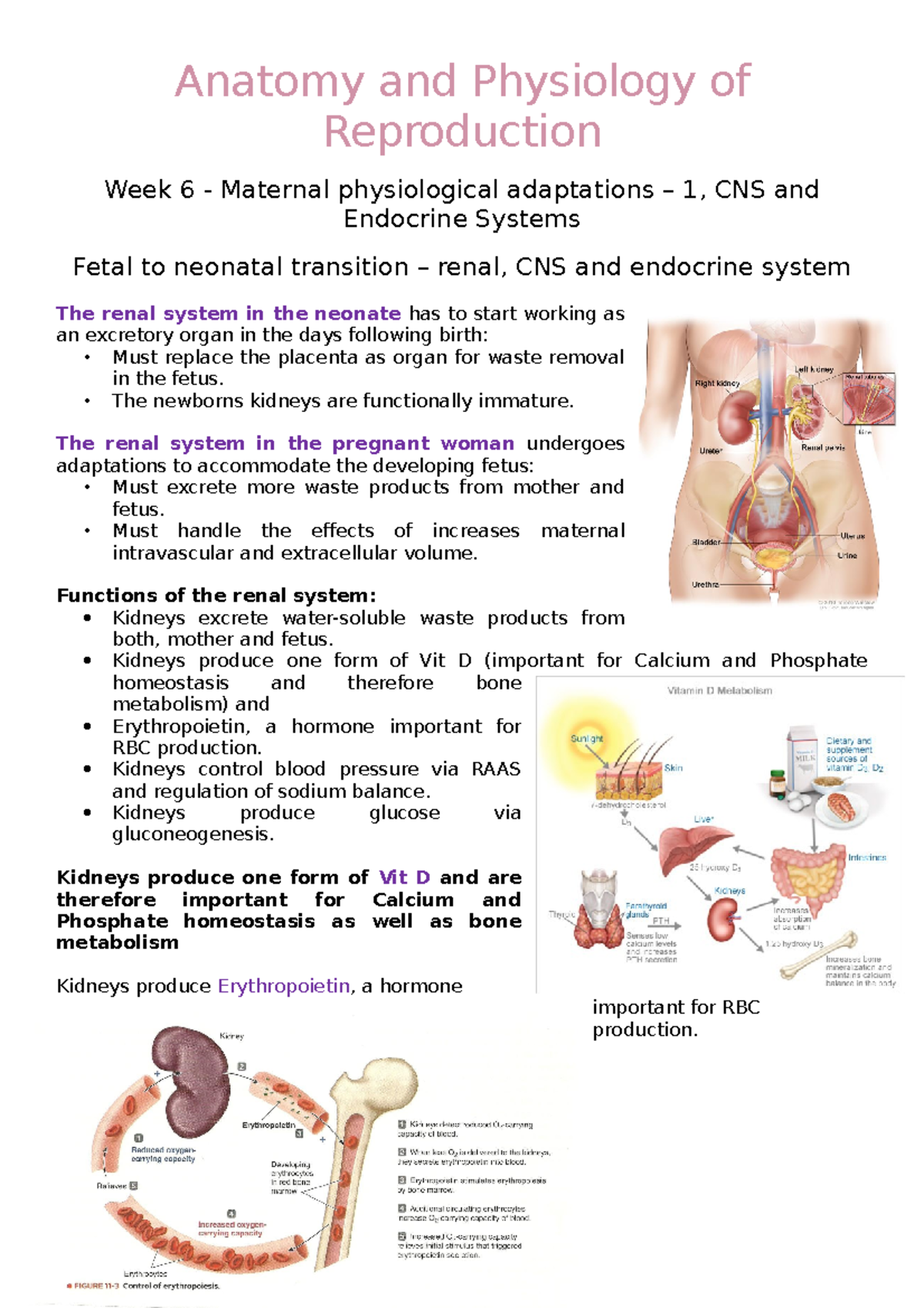 Week 6 - Maternal physiological adaptations – 1, CNS and Endocrine ...