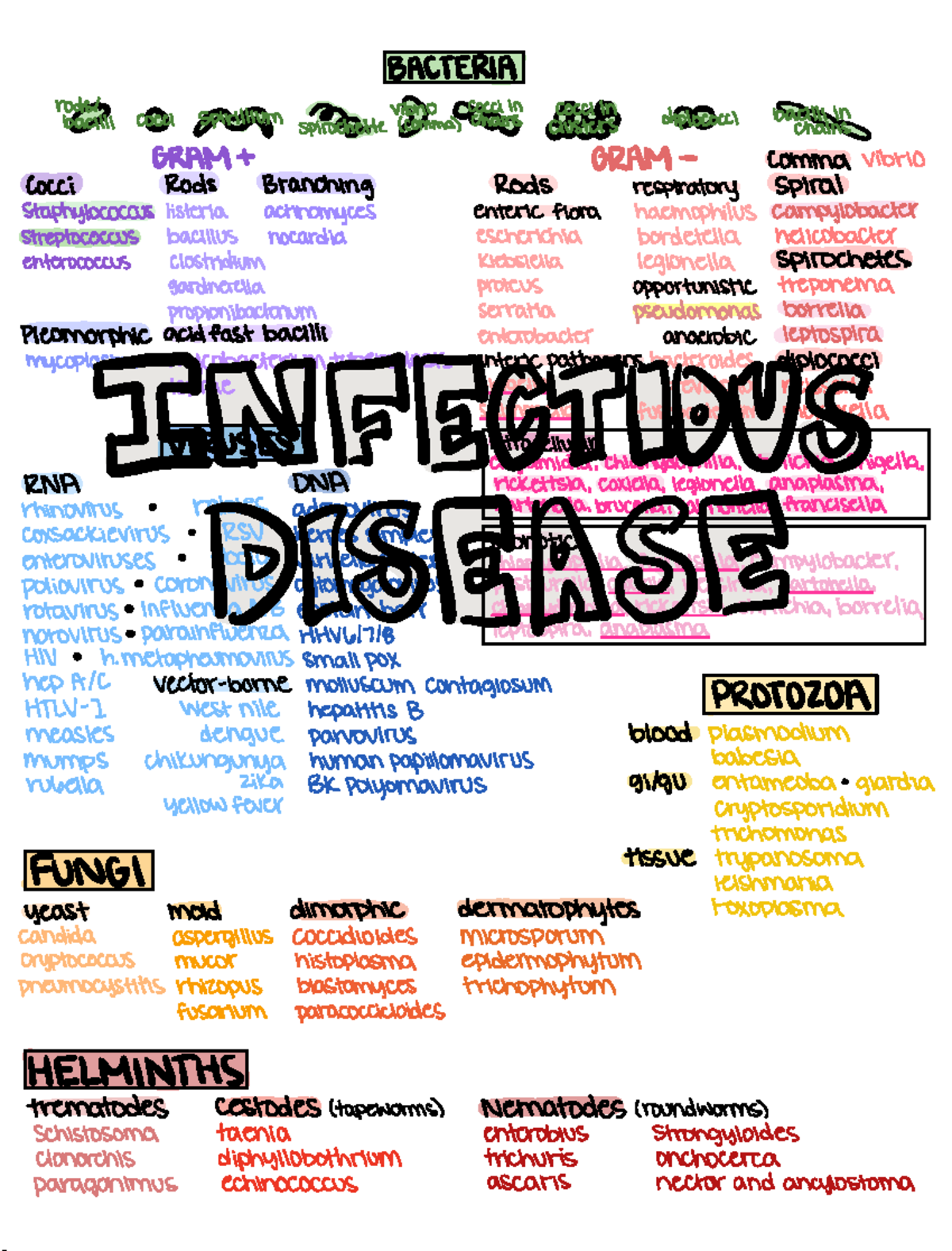 Infectious Diseases - BACTERIA Éi Oi Turpin sphere'Emimagain's 88888 diplococci baggies GRAM ...