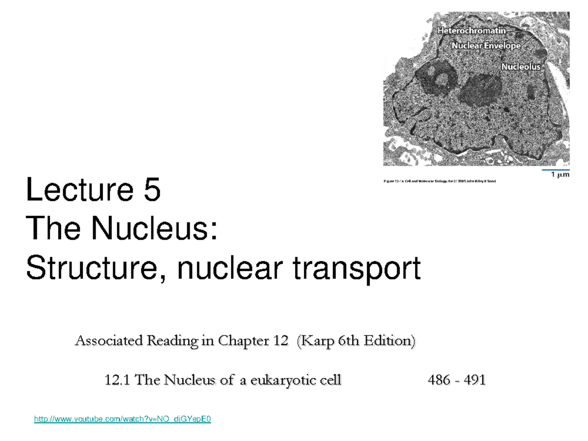 Lecture notes, lectures 5 - nucleus - Lecture 5 The Nucleus: Structure ...