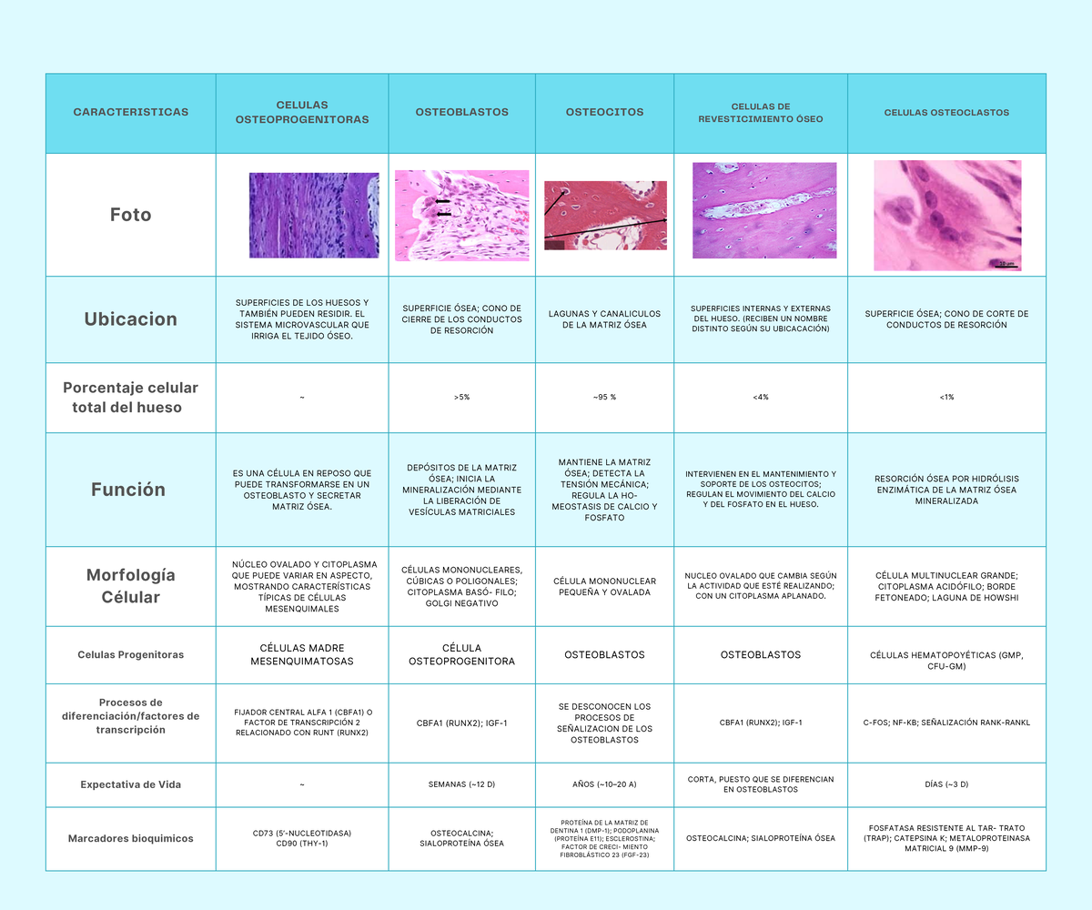 Celulas del hueso - CARACTERISTICAS CELULAS OSTEOPROGENITORAS OSTEOBLASTOS OSTEOCITOS CELULAS DE ...