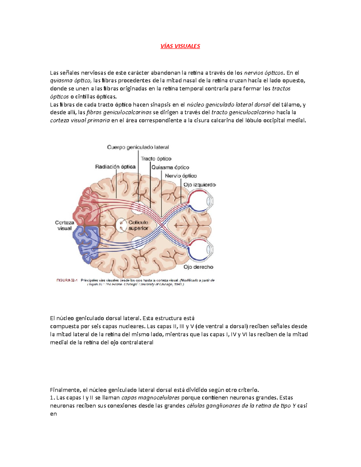 VÍAS Visuales - VÍAS VISUALES Las señales nerviosas de este carácter ...