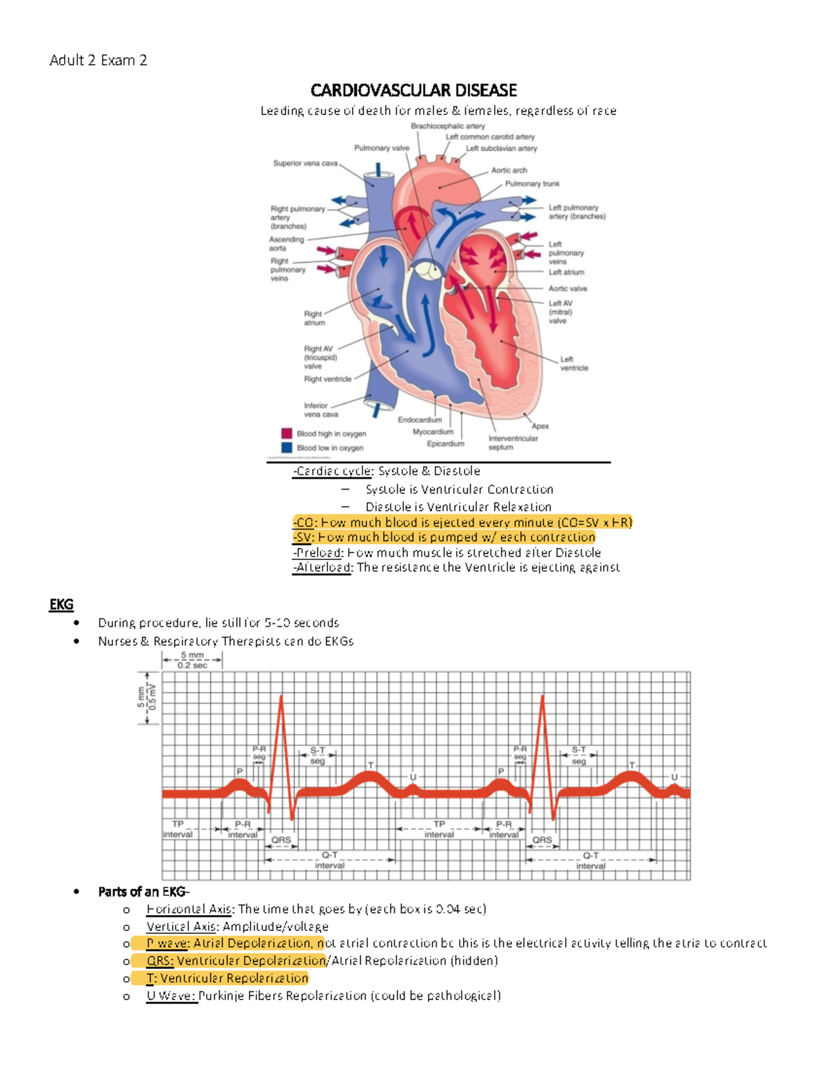 Cardiac Study Guide - Lecture notes - Adult 2 Exam 2 CARDIOVASCULAR ...