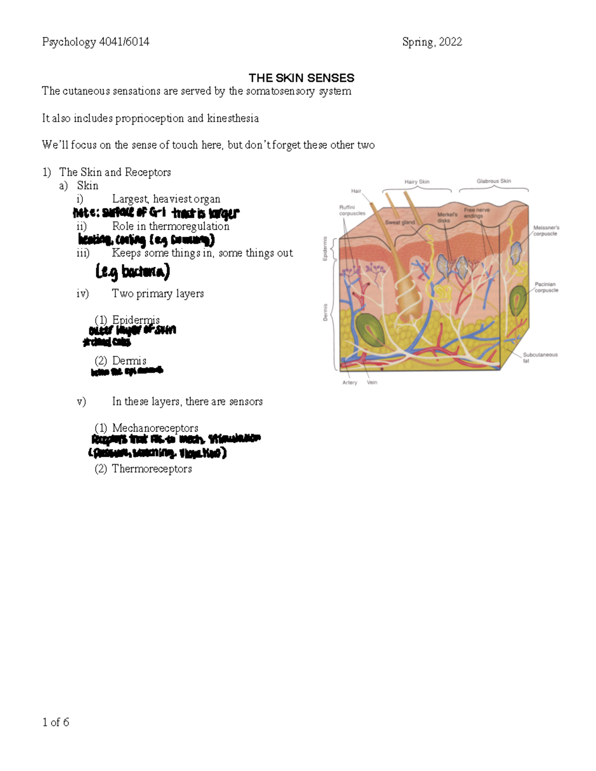 The skin senses - THE SKIN SENSES The cutaneous sensations are served ...