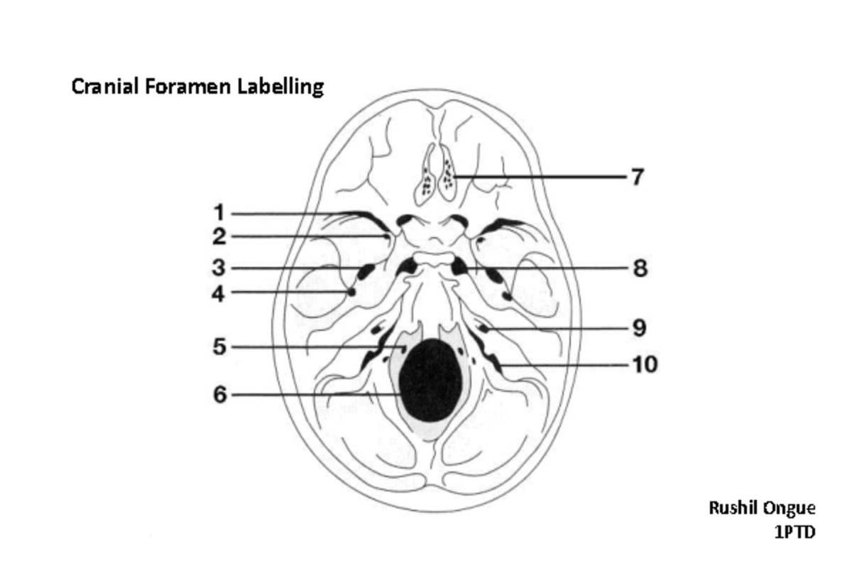 Anatomy Flash Cards - Cranial Foramen Labelling Rushil Ongue ANTERIOR ...