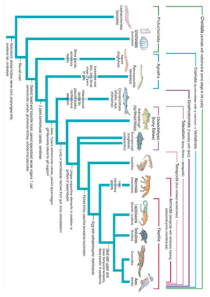 tabel Arthropoda - Soort Grootte Verspreiding en aantal soorten ...