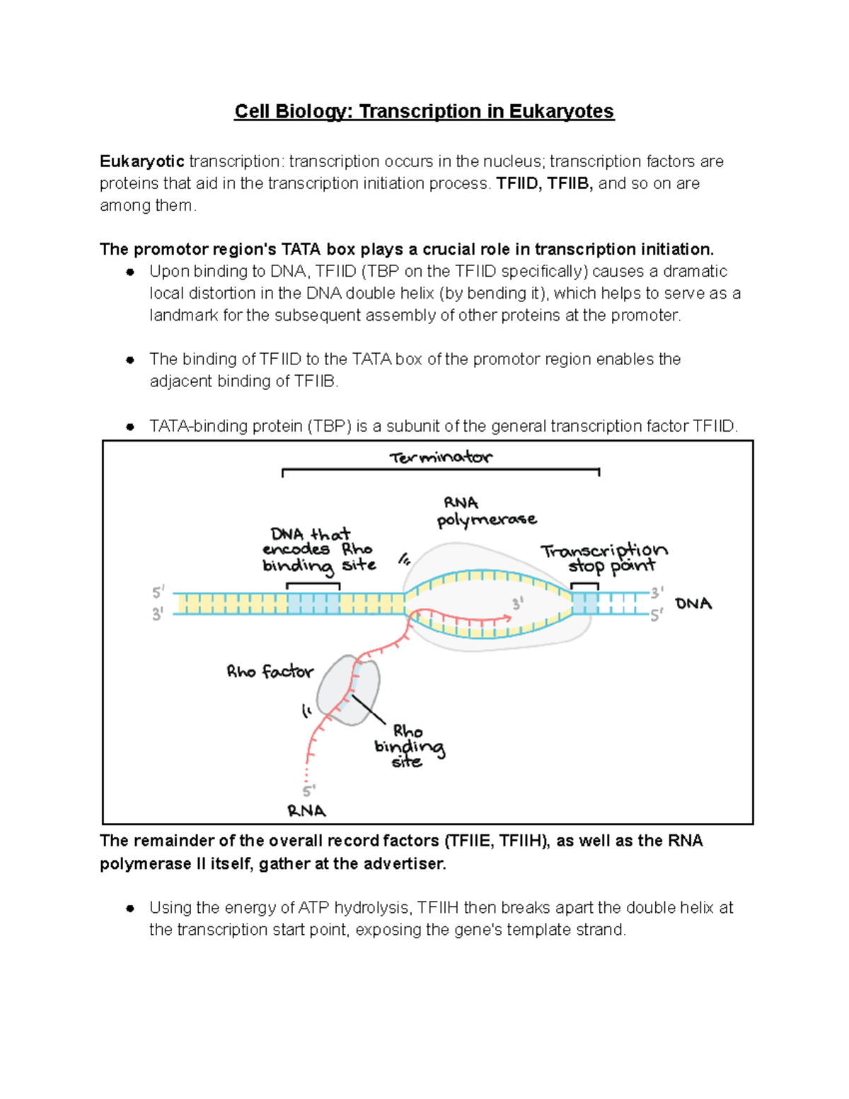 Cell Biology Transcription in Eukaryotes - Cell Biology: Transcription ...