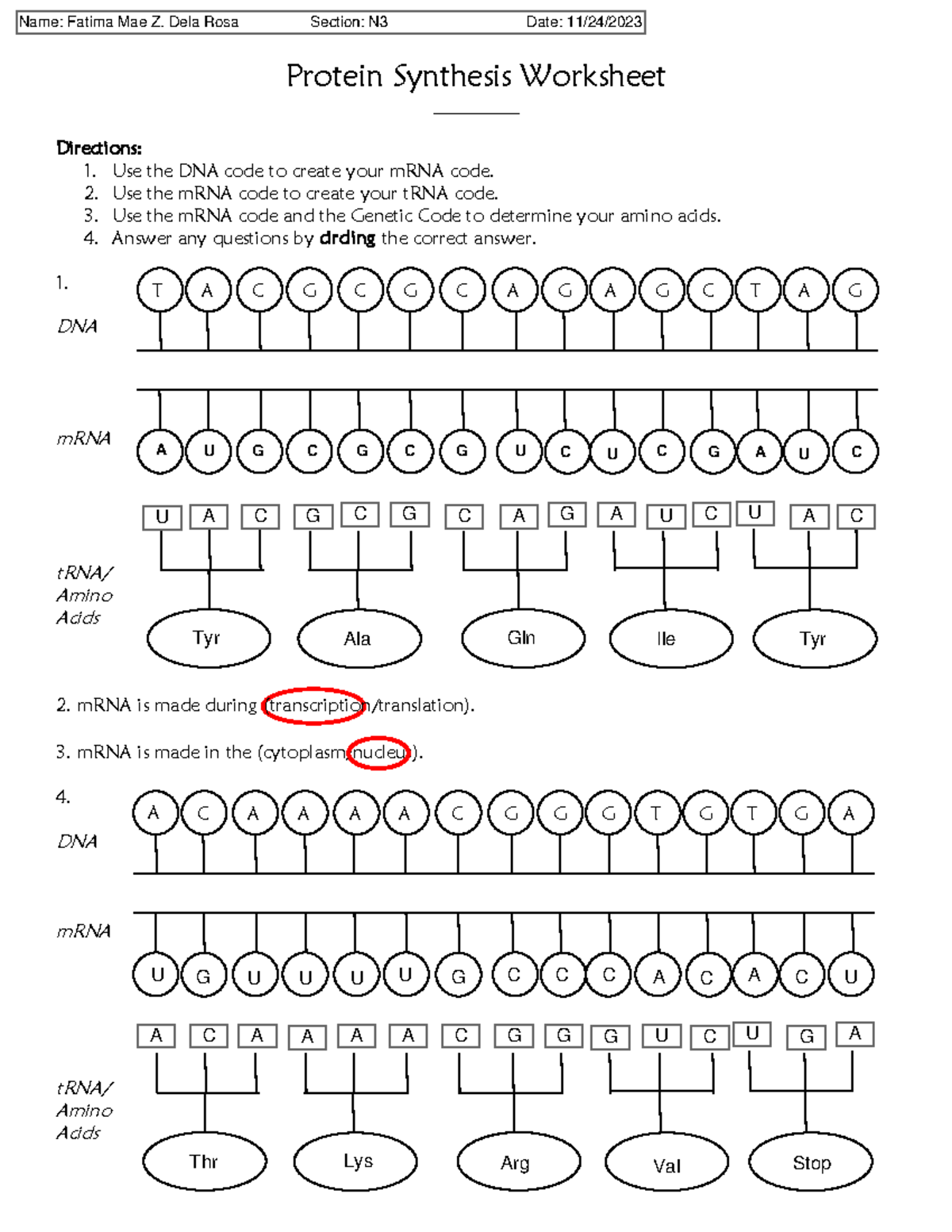 Protein synthesis worksheet Dela Rosa - Protein Synthesis Worksheet ...