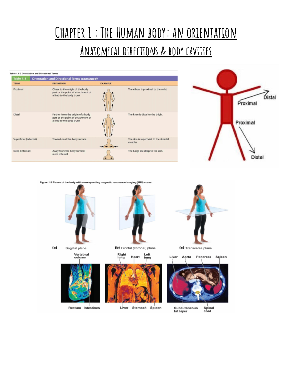 Human Anatomy and Physiology - Chapter 1 : The Human body: an ...