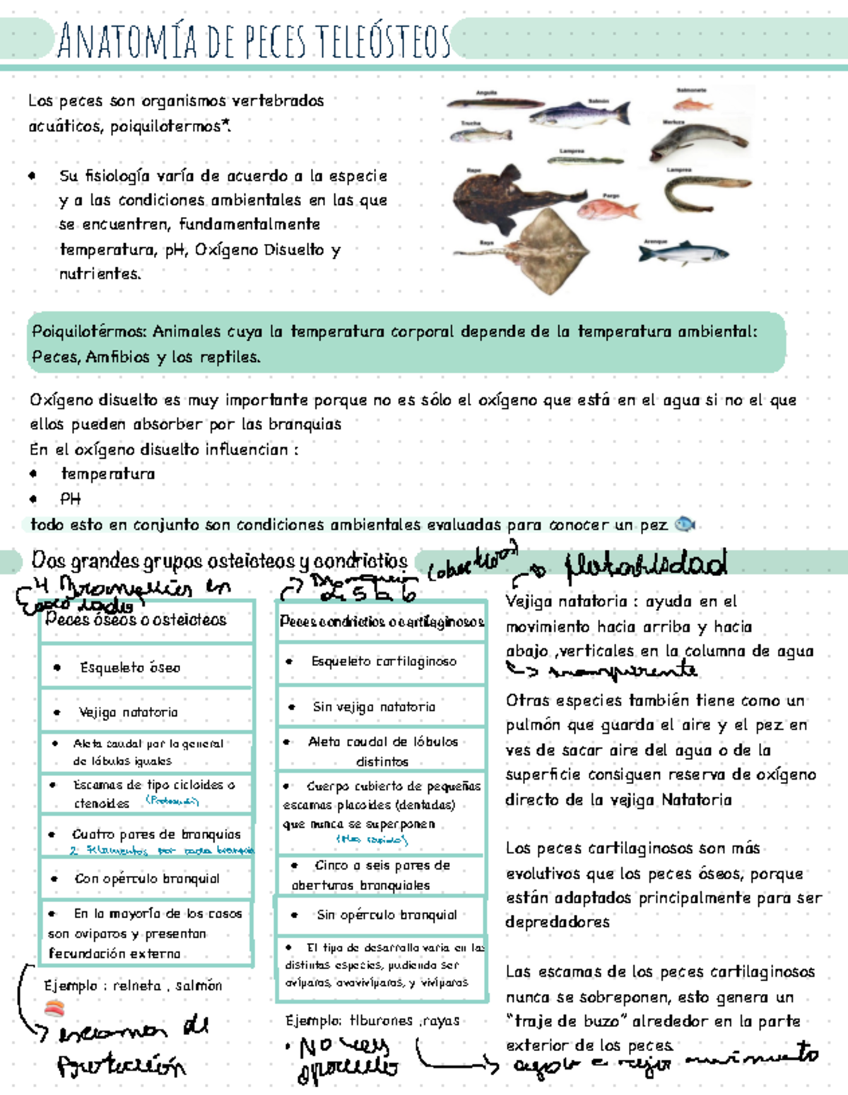 Anatomía de peces teleósteos-2 copia - Anatomía de peces teleósteos Los ...