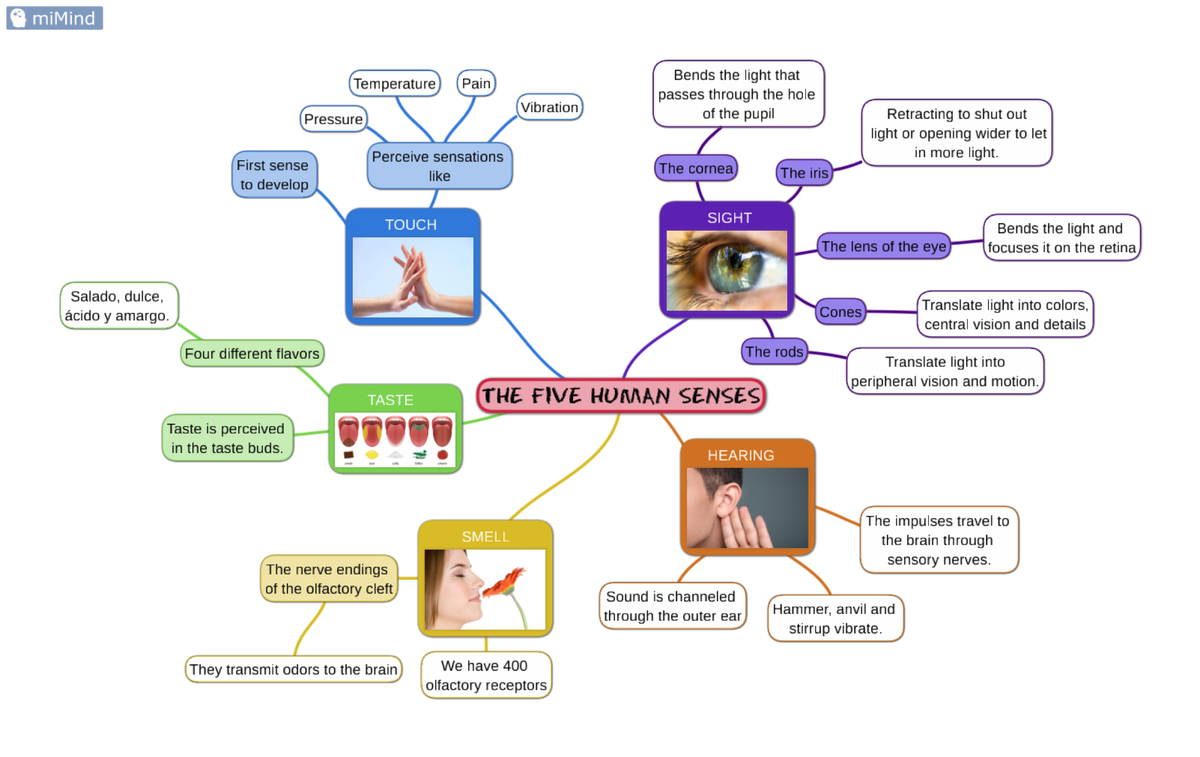 THE FIVE Human Senses - Inglés Técnico Médico - Studocu