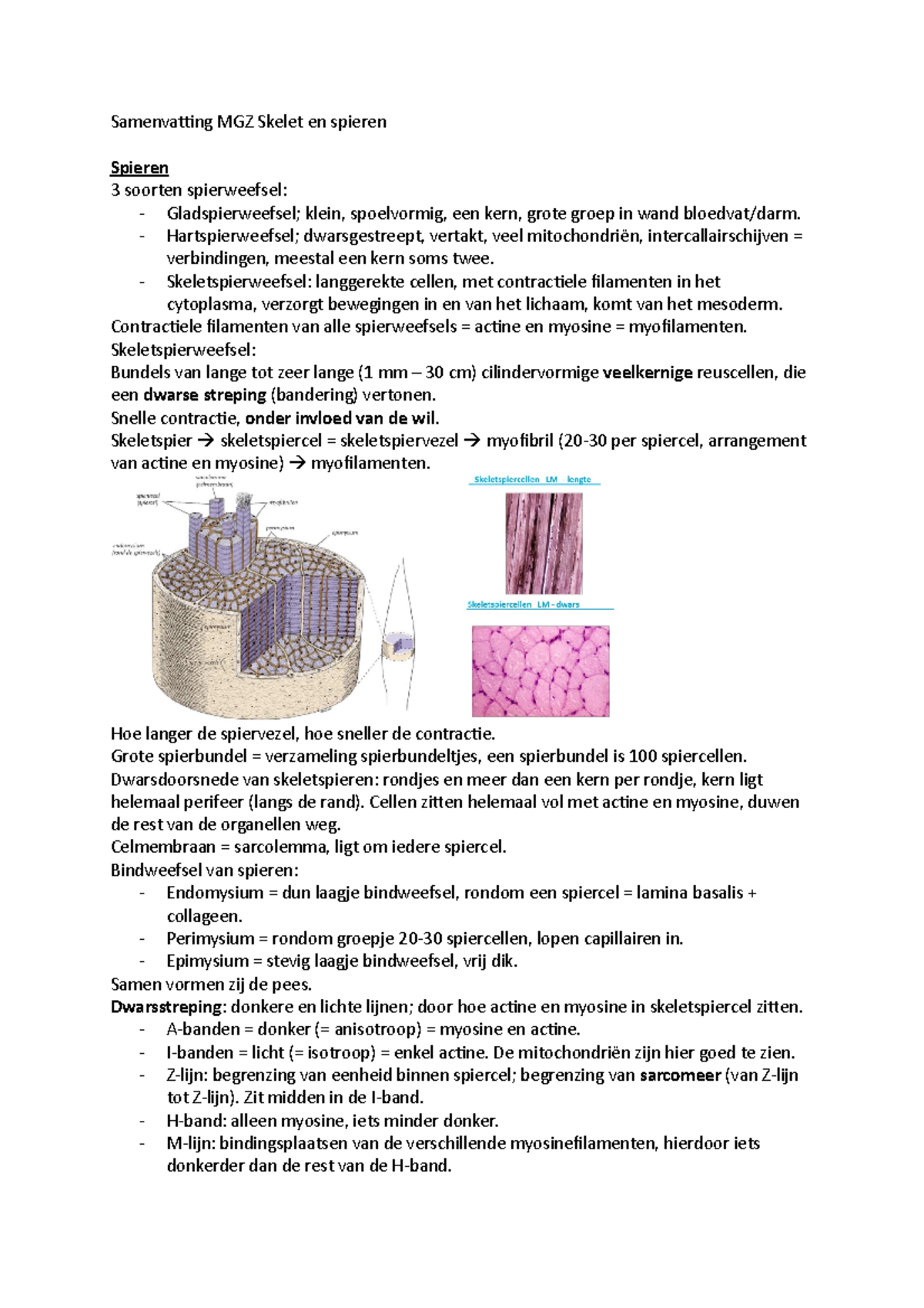 Skelet en spieren - Samenvatting MGZ Skelet en spieren Spieren 3 ...