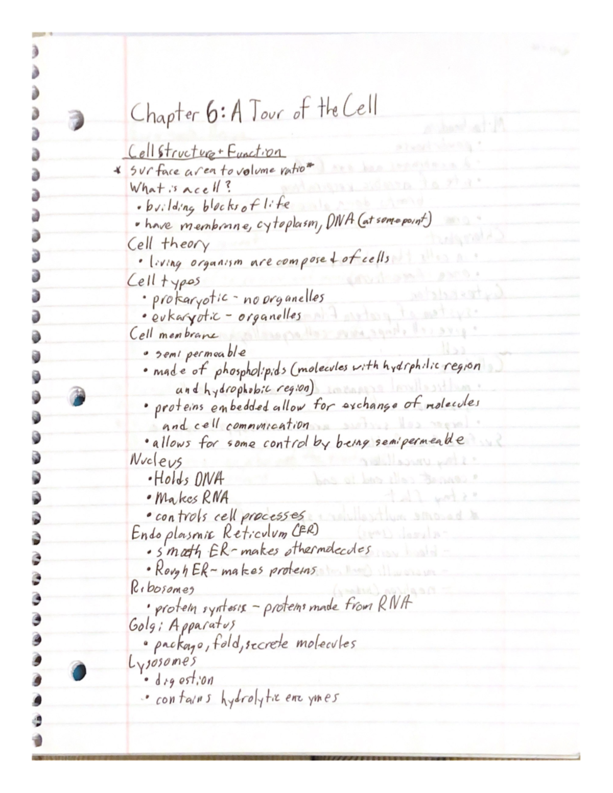 Bio Class Notes on Cells - BIOL 101L - Studocu