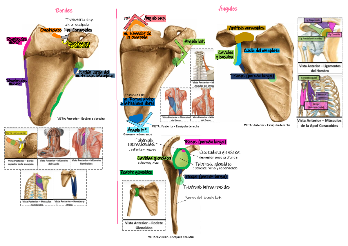 Apunte osteología_escapula - Lig. Coracoideo Escotadura coracoidea ...