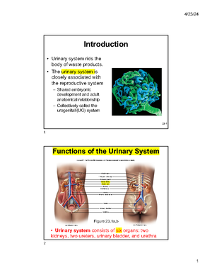 Lab Final Exam-A&P II-Summer B- 2021 - Anatomy and Physiology II ...