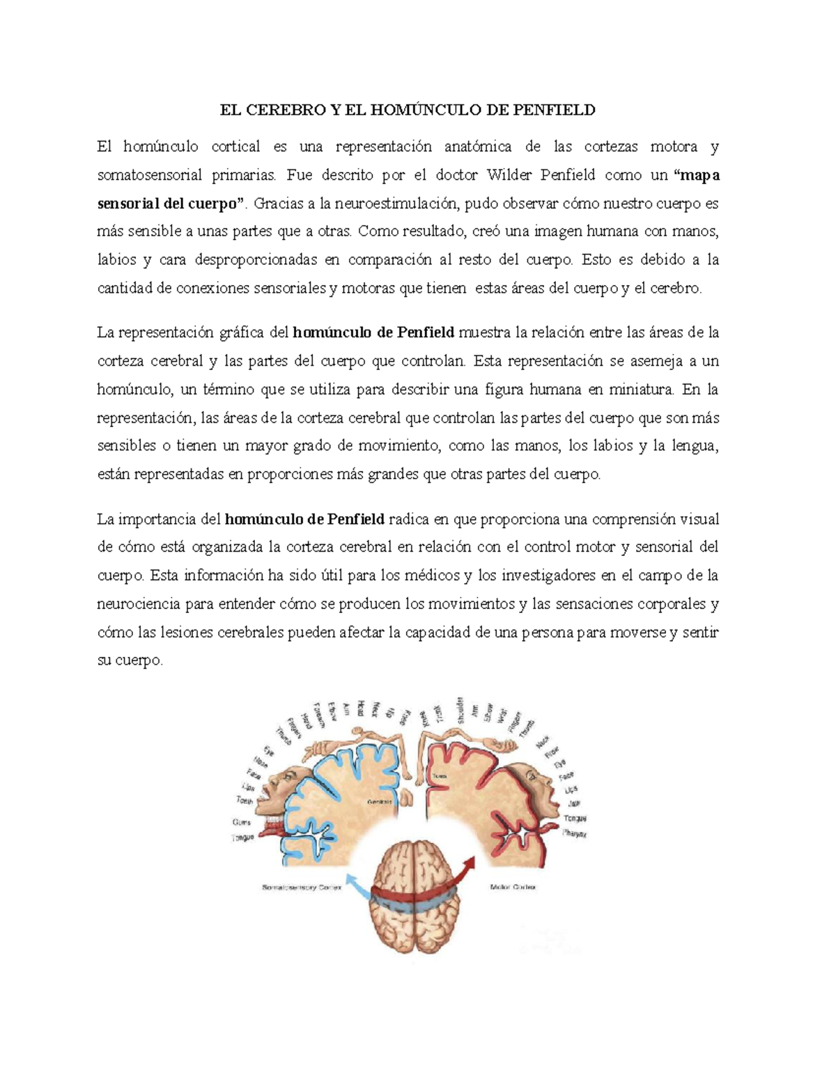 Homunculos - EL CEREBRO Y EL HOMÚNCULO DE PENFIELD El homúnculo ...