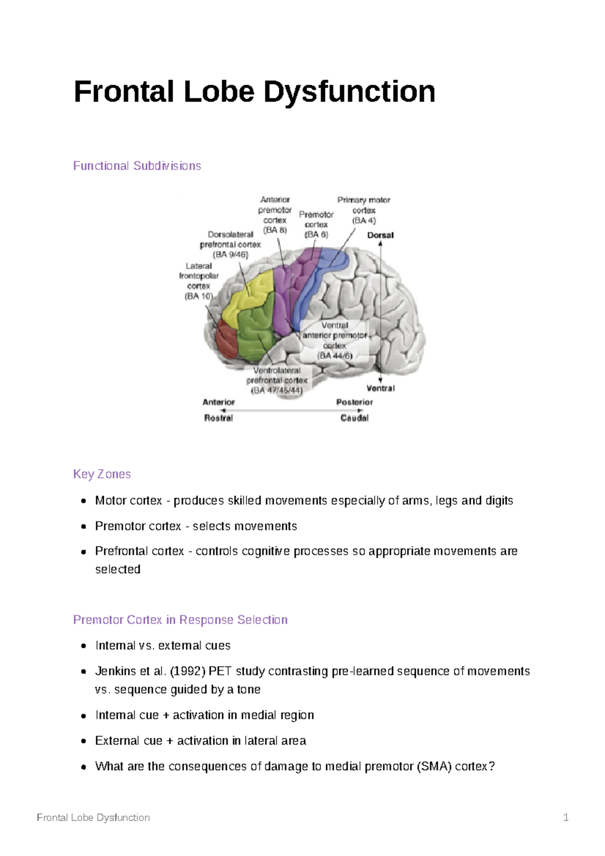 Frontal Lobe Dysfunction - Frontal Lobe Dysfunction Functional ...