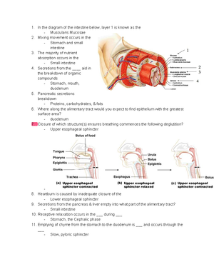 Kinesiology Test 1 Study Guide - Kinesiology: the study of movement ...
