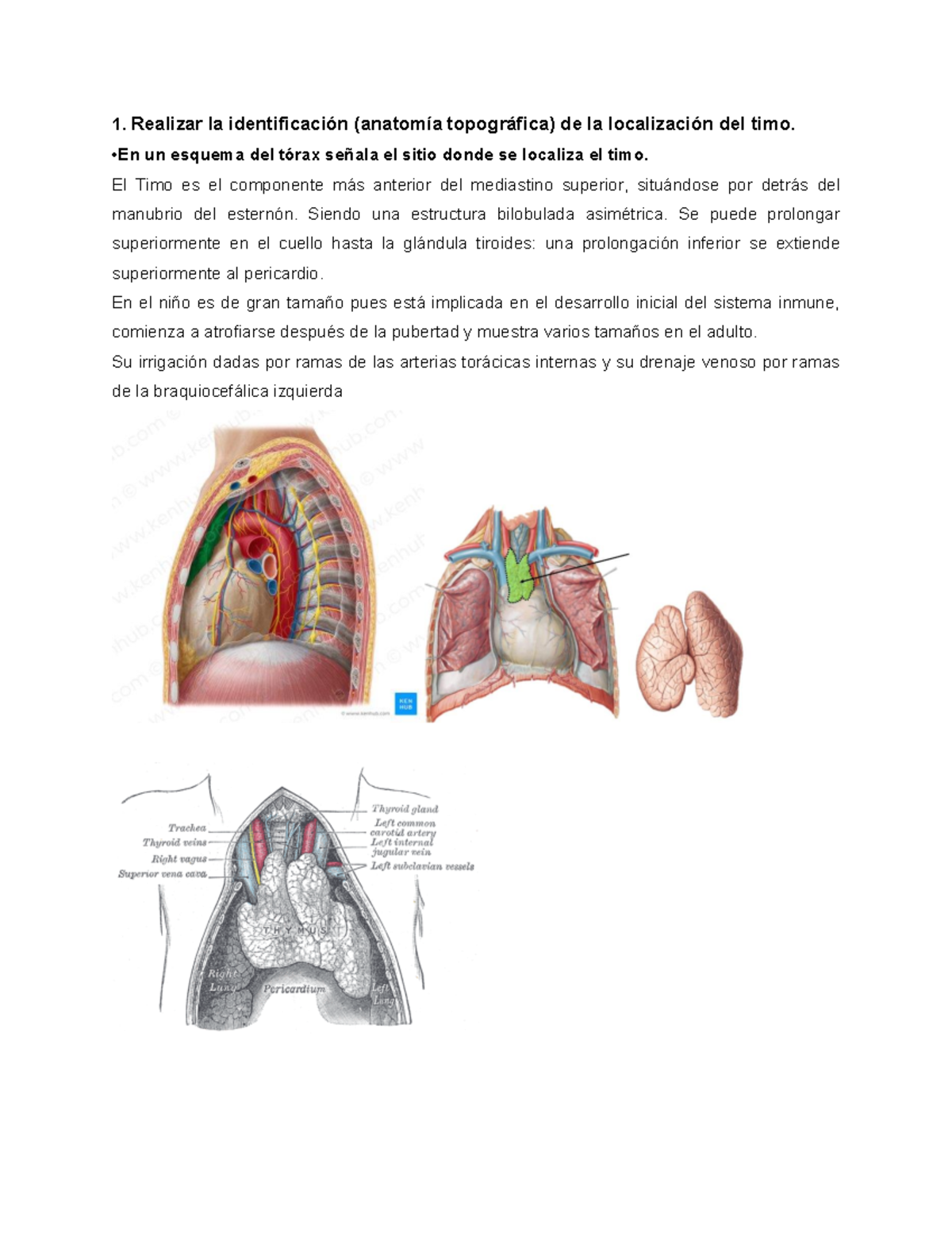 Practica 1 y 2 - 1. Realizar la identificación (anatomía topográfica ...