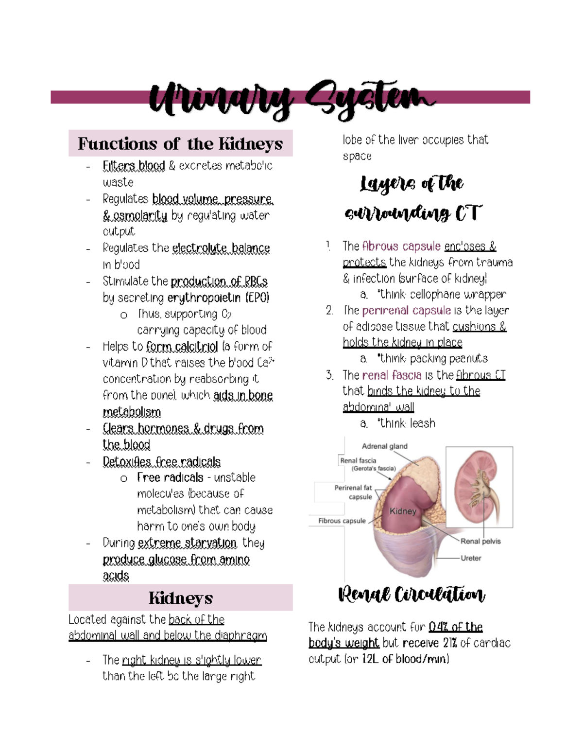 Urinary System Study Guide - o - o - Layers of the surrounding CT Renal Circulation Urinary ...