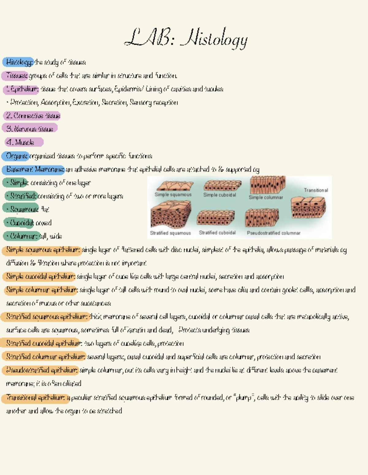 Highlighted histology lab - LAB: Histology Histology: the study of ...