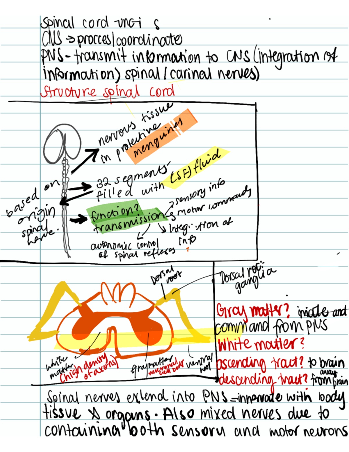 Spinal cord - all notes - BEHL 2012 - Studocu