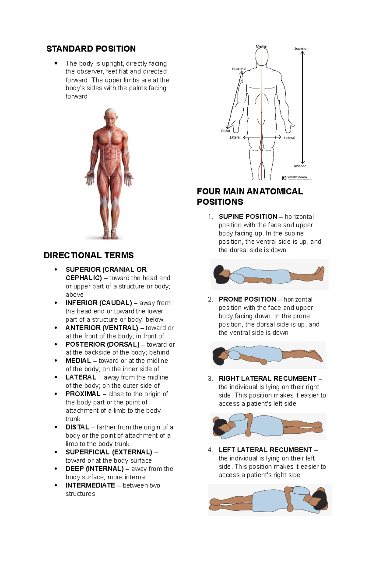 Anatomical Terms - STANDARD POSITION The body is upright, directly ...