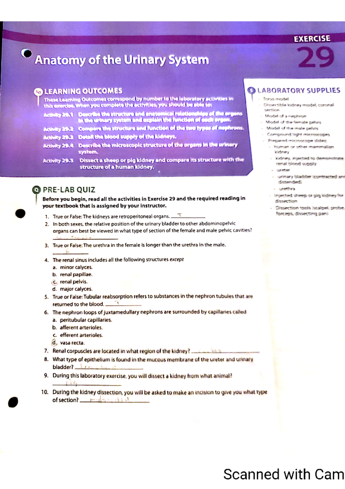 Urinary Lab - Lab Notes - BIOL 2401 - Studocu