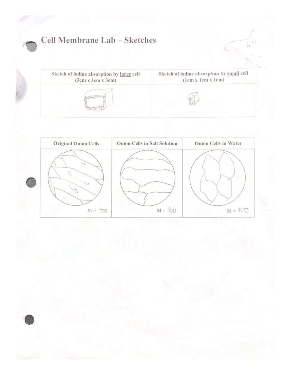 Cell Membrane Lab - Yup - BIO E-65C - Studocu