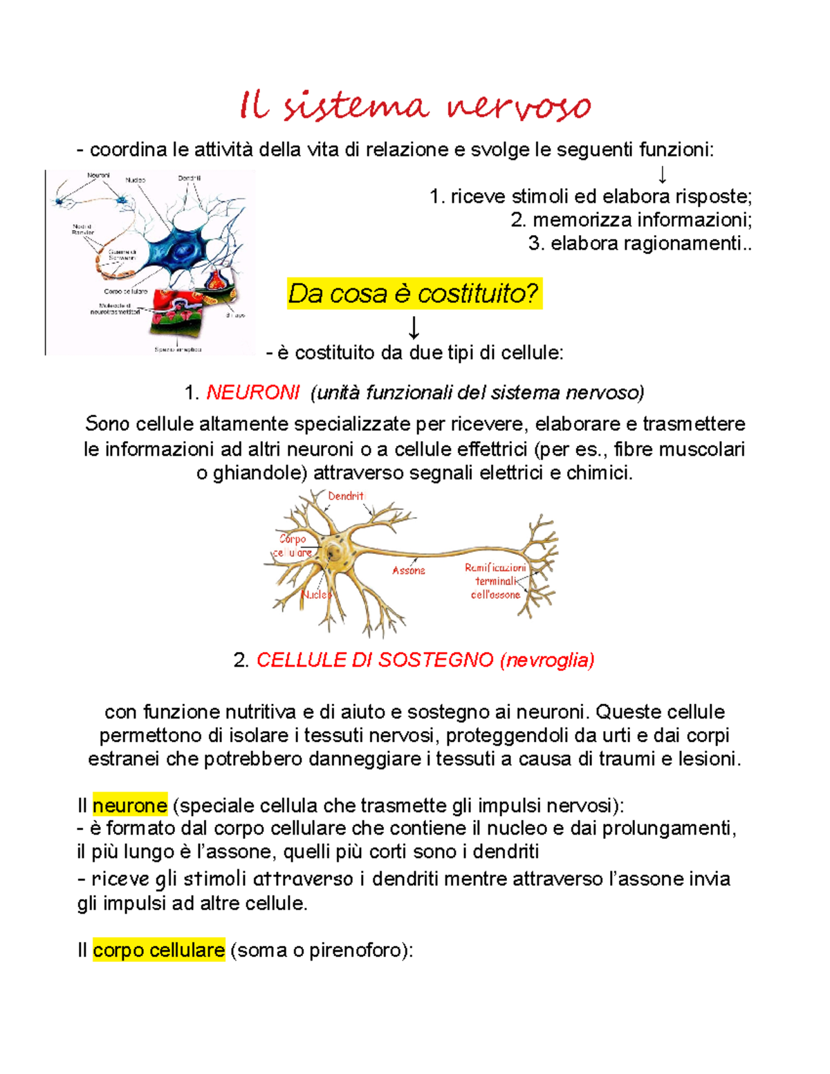 Sistema nervoso - Il sistema nervoso coordina le attività della vita di ...