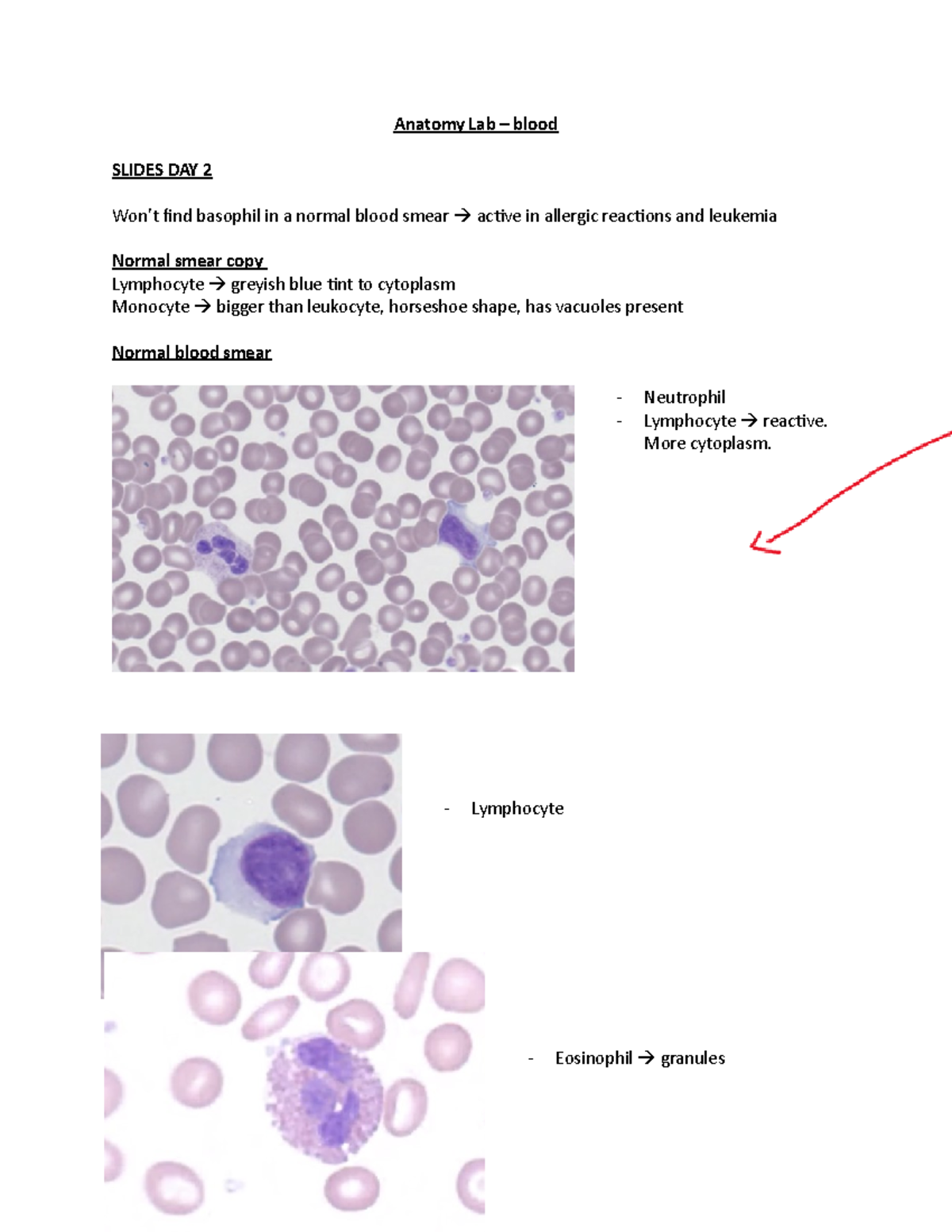 Anatomy Lab - Blood 2 - Anatomy Lab – blood SLIDES DAY 2 Won’t find ...