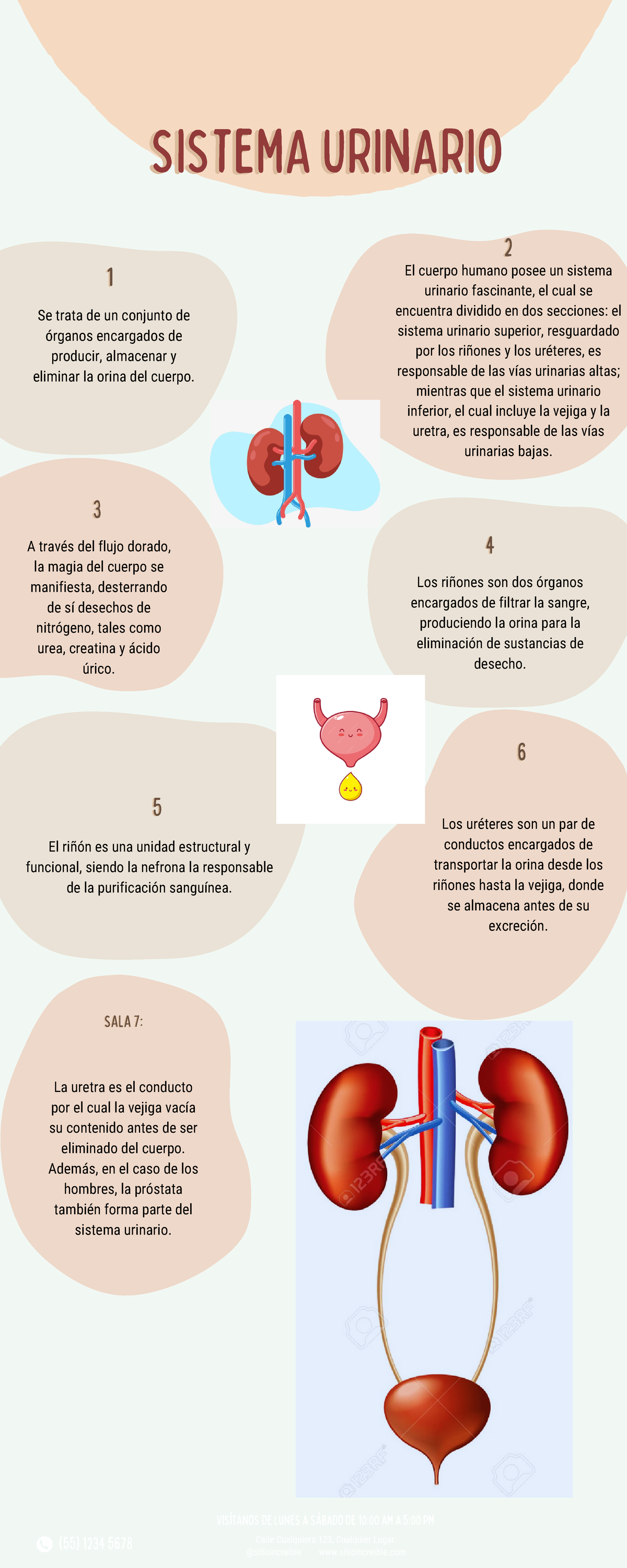Infografia del sistema urinario - SISTEMA URINARIOSISTEMA URINARIO Se trata de un conjunto de ...