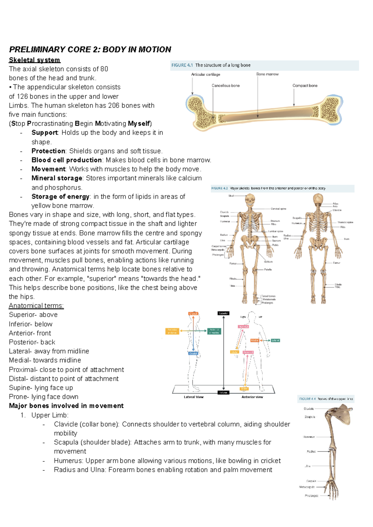 PDH Notes Term 2 - PRELIMINARY CORE 2: BODY IN MOTION Skeletal system ...