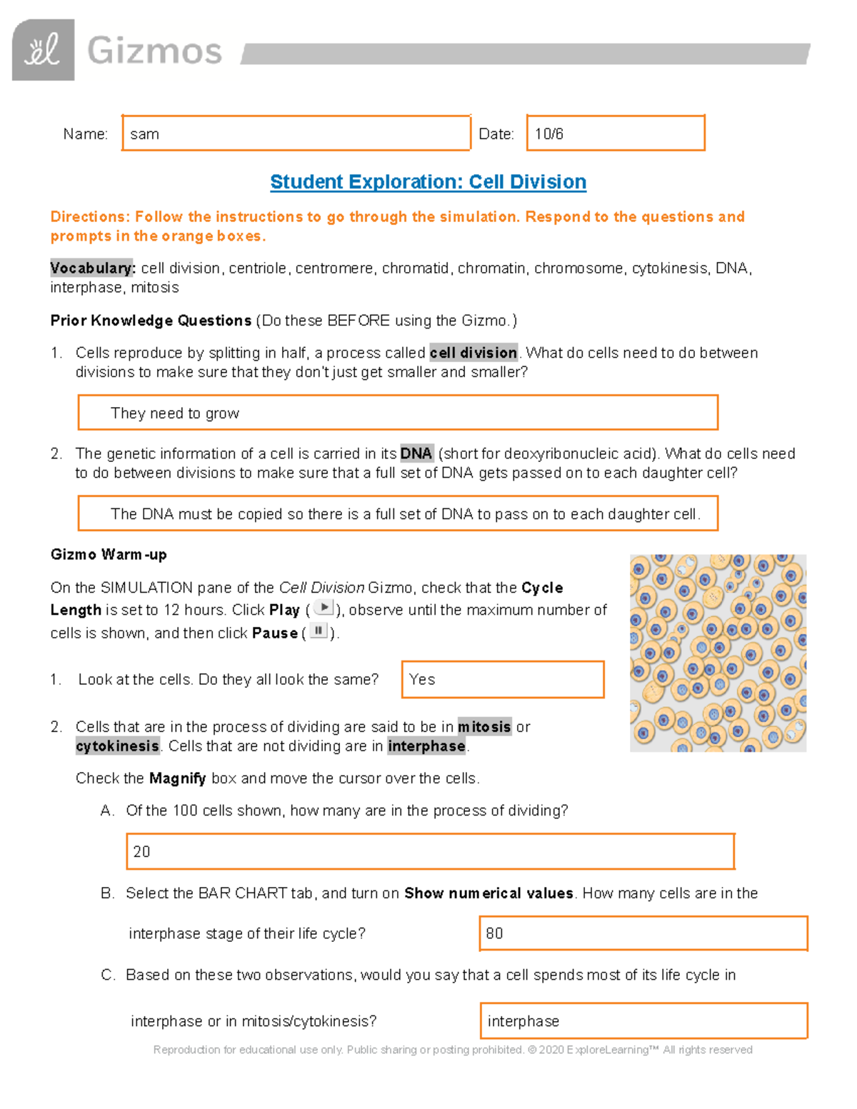 Gizmo Cell Division Student Handout (Activity A) - Name: sam Date: 10 ...