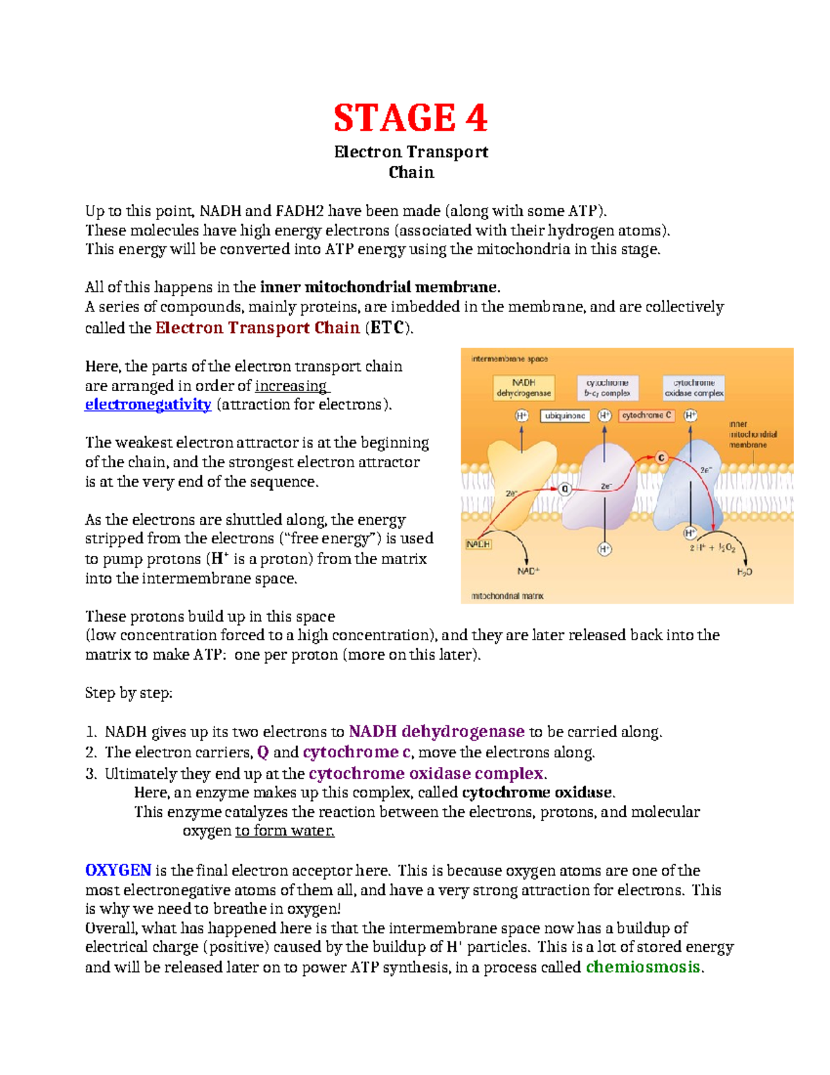 4d. Note 5 - stage 4 (Electron transport chain) - STAGE 4 Electron ...