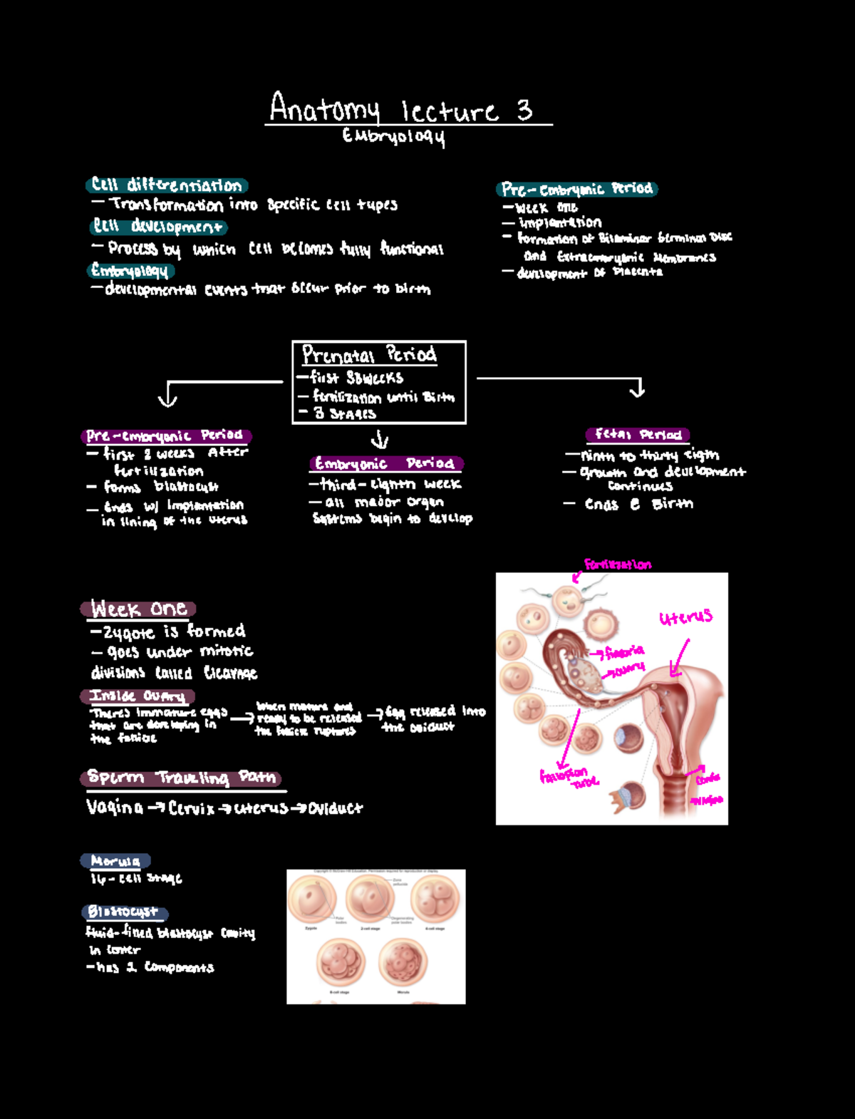 Chapter 3 anatomy - tissues and the integumentary system ...