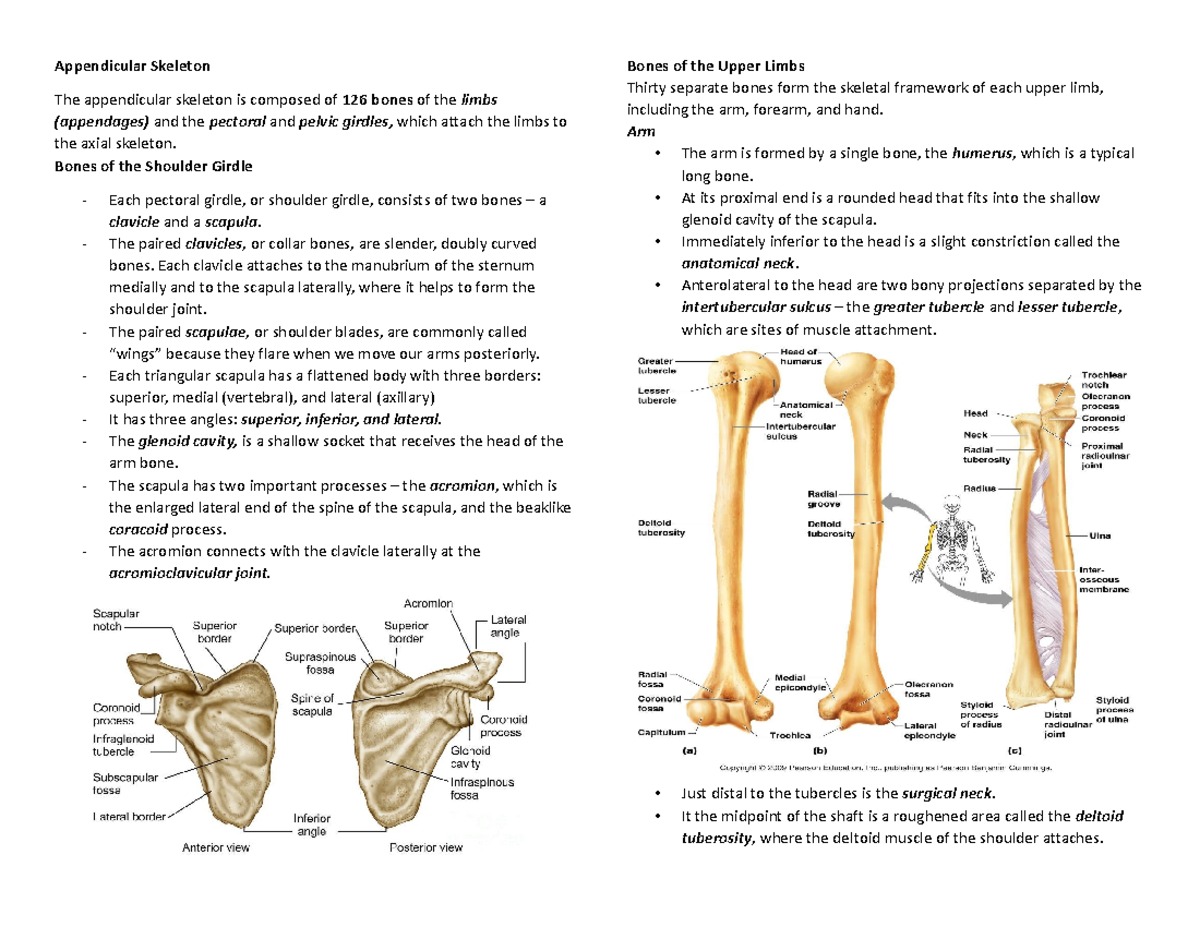 Appendicular Skeleton - Bones of the Shoulder Girdle Each pectoral ...