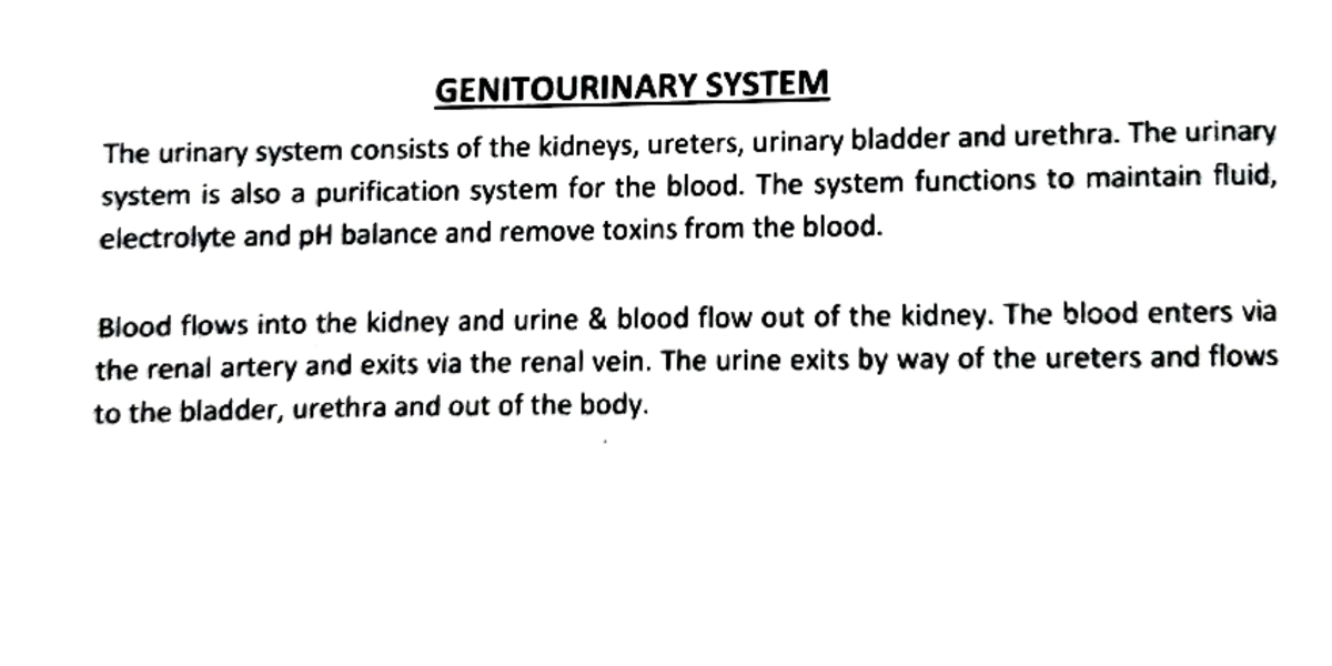 Genitourinary system - Good - GENITOURINARY SYSTEM The urinary system ...