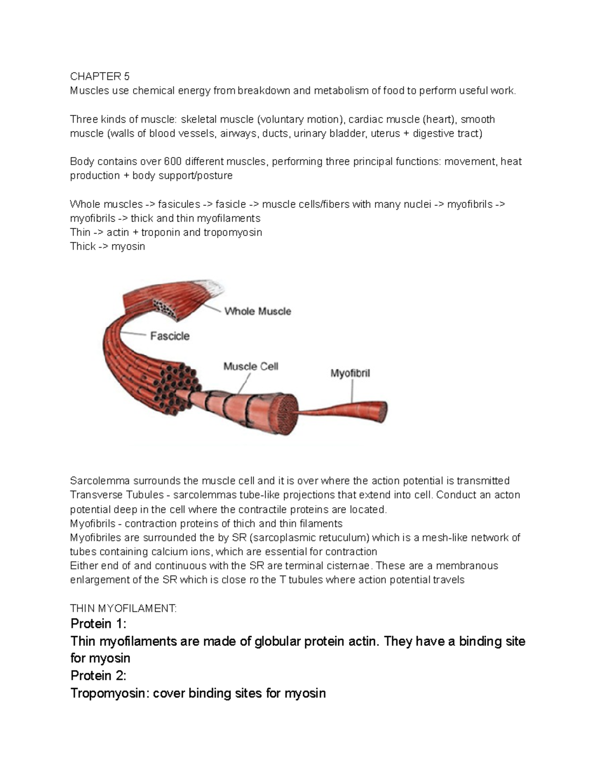 Physiology - Chapter 5 - muscles - CHAPTER 5 Muscles use chemical ...