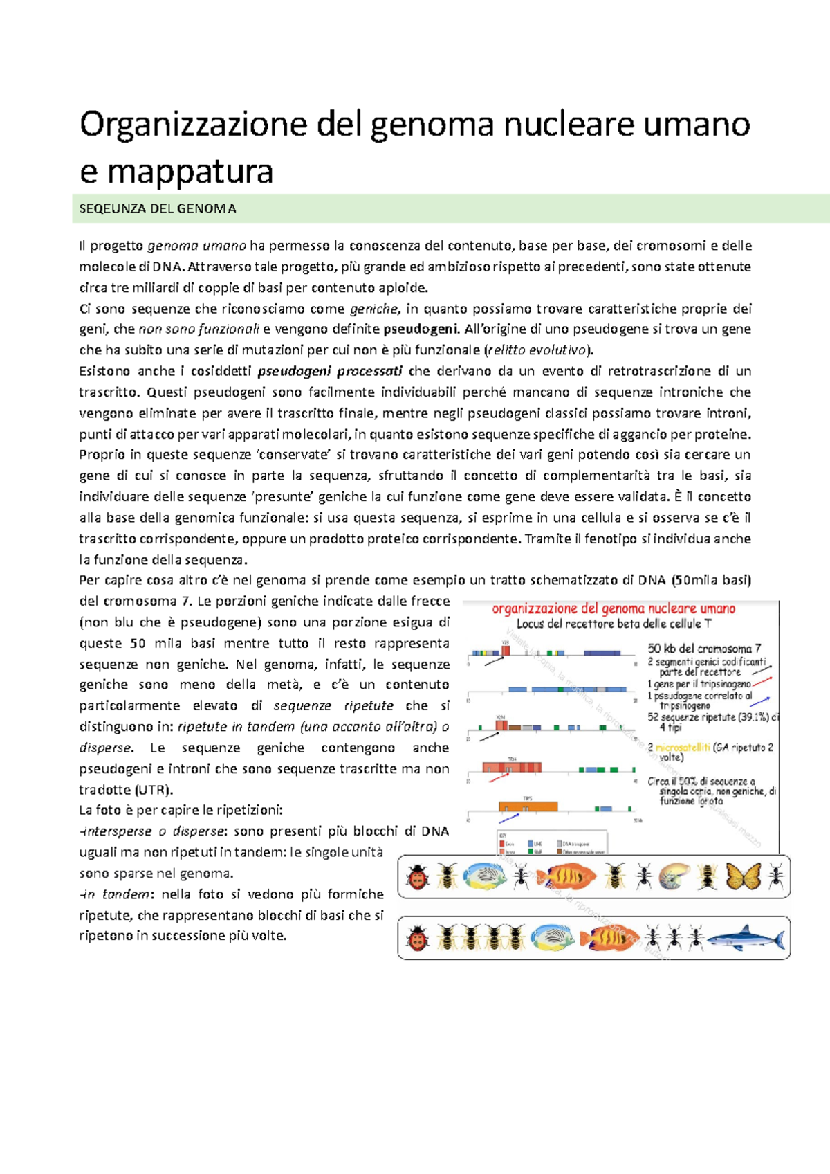 Mappatura genoma - Organizzazione del genoma nucleare umano e mappatura ...