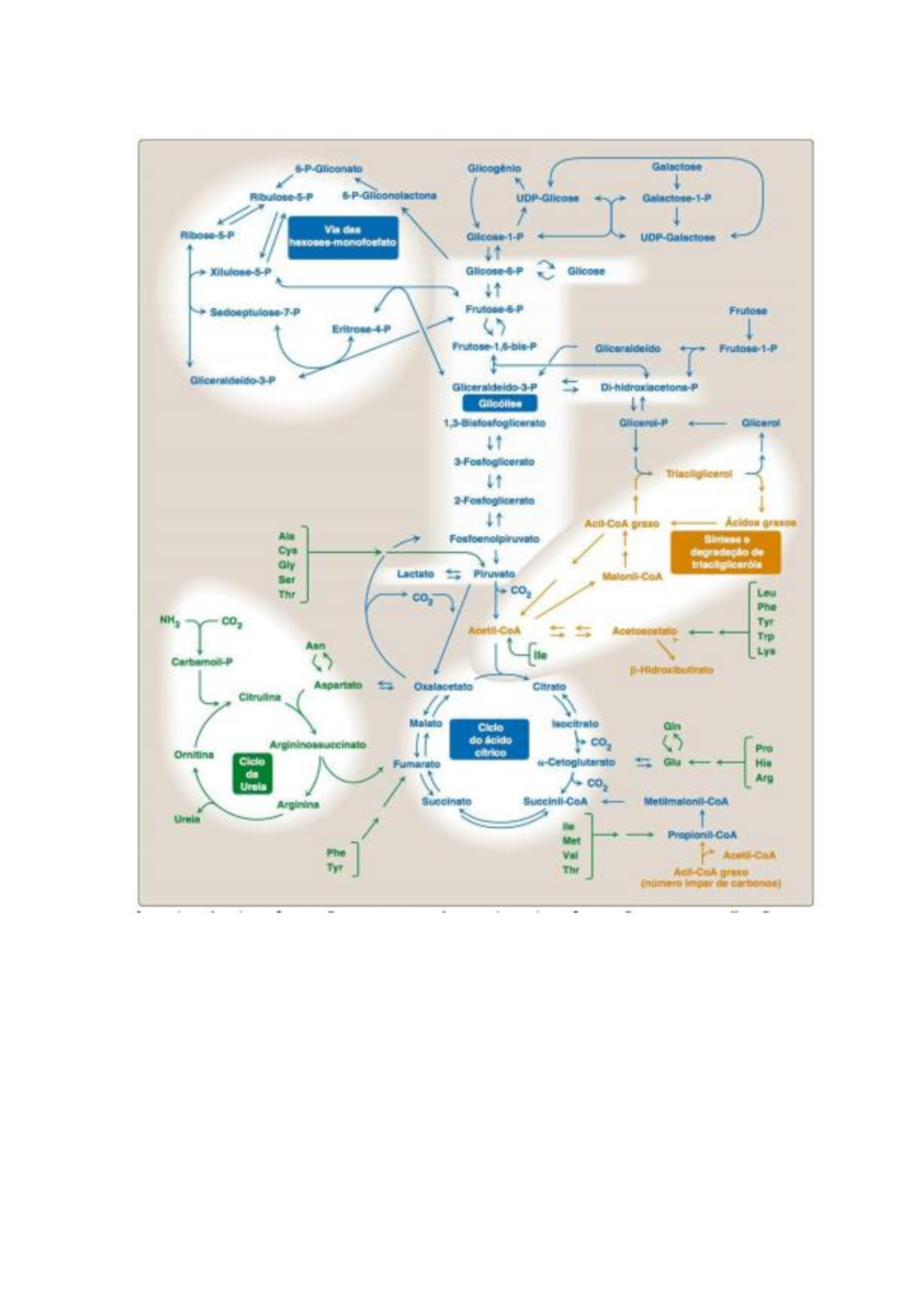 Mapa metabólico simples - B-P-Glicanato Glicogênio Galactose Ribulose-5-P 6-P-Gllconolactona ...