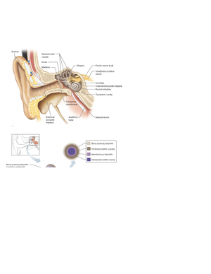 Gatsby's Death Blame Chart- answerd - THE GREAT GATSBY Chapter 9: Who ...