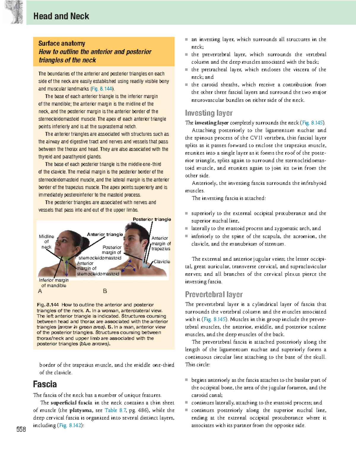 How to outline the anterior and posterior - 558 Head and Neck border of ...