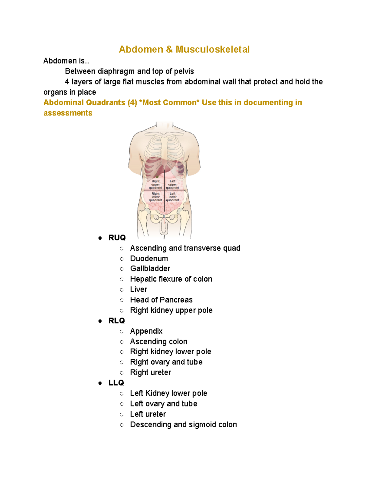Week 5 lecture notes - Abdomen & Musculoskeletal Abdomen is.. Between ...