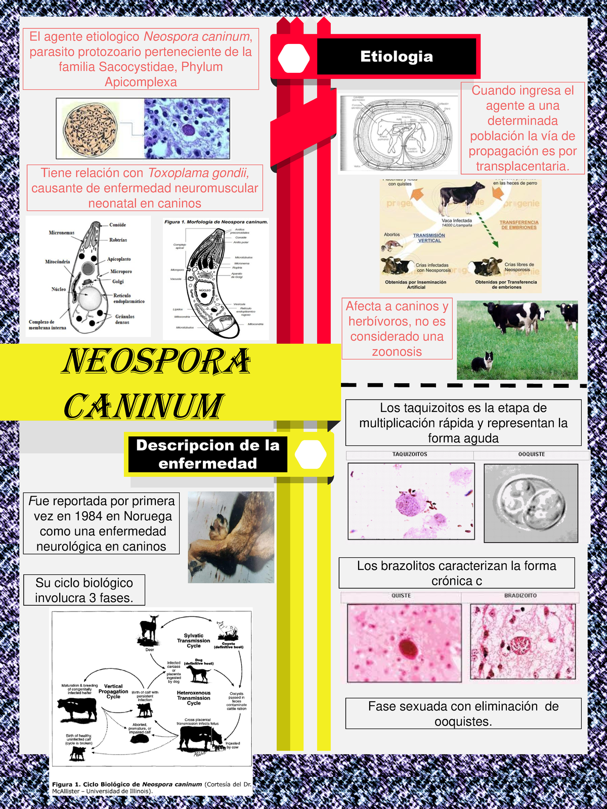 Infografía patología - signos clinicos, etiologia, descripcion de la ...