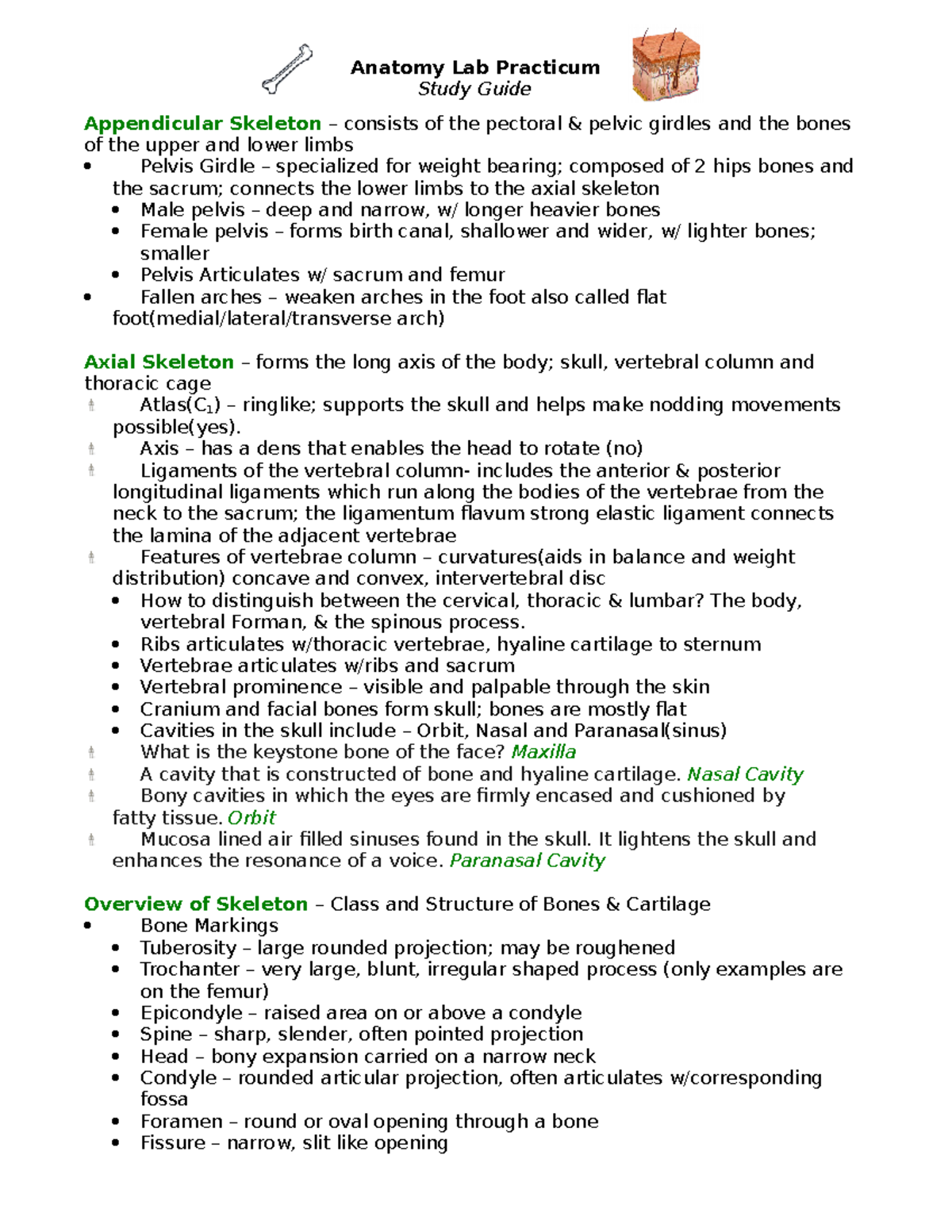 Lab practicum sg - Anatomy Lab Practicum Study Guide Appendicular ...
