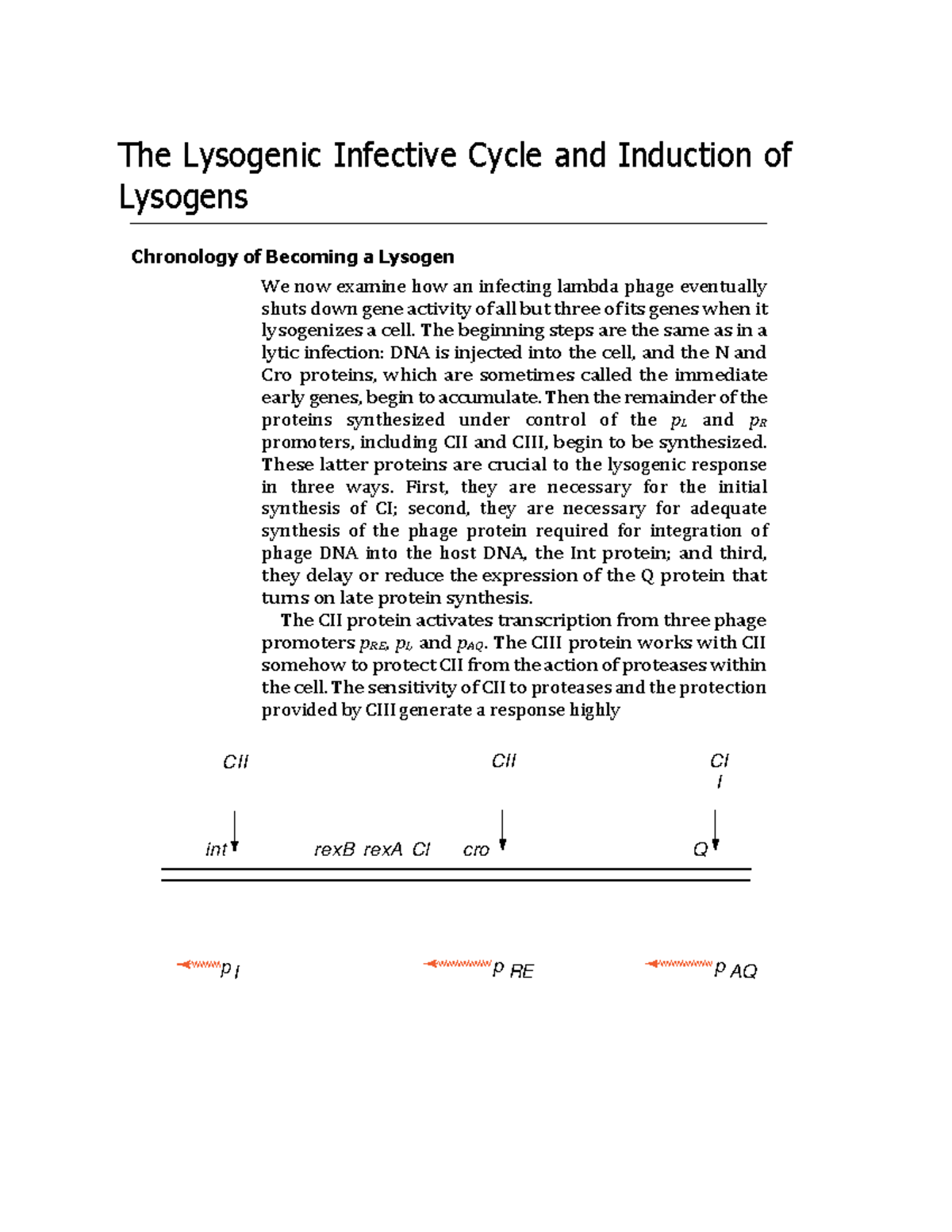 The Lysogenic Infective Cycle and Induction of Lysogens - The Lysogenic ...
